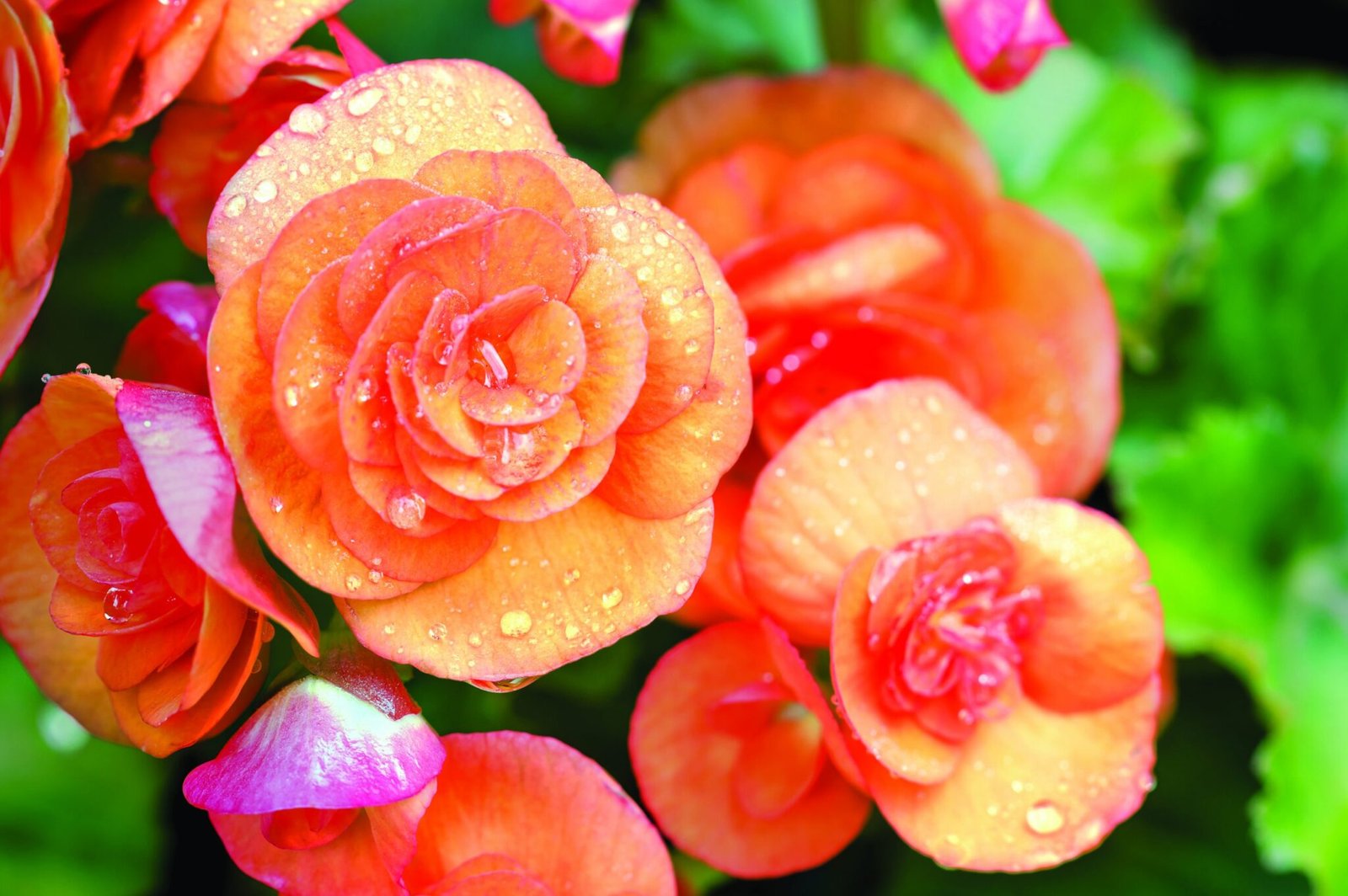 Planta App: Keep Your Plants Thriving